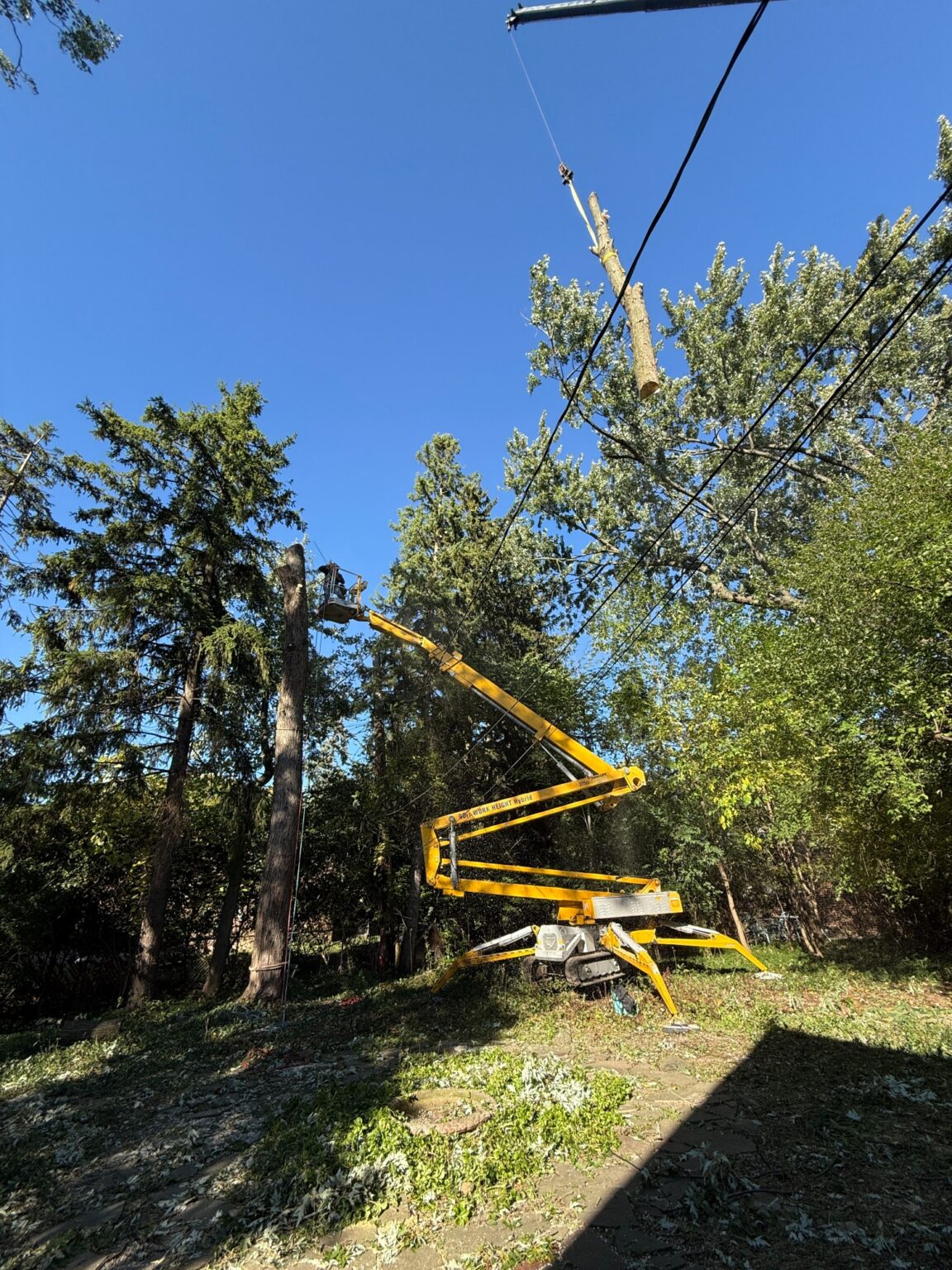 Detroit Metro Tree Trimming and Tree Pruning Services